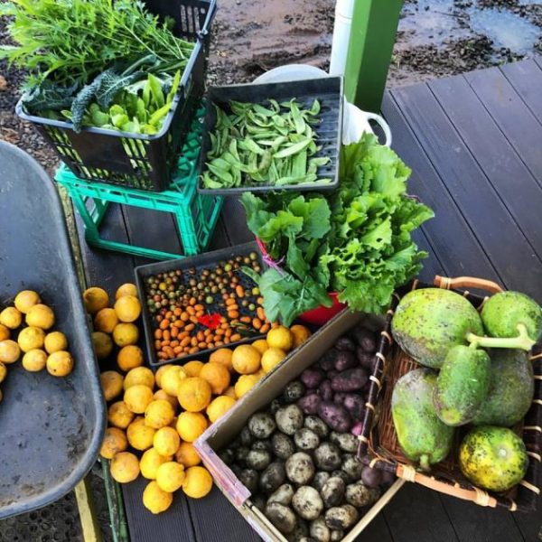 Farm Updates - Zaytuna Farm